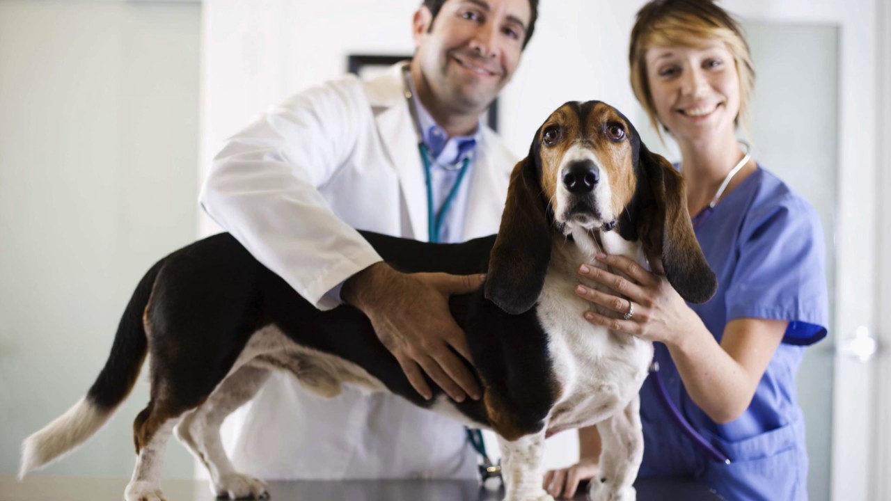 The Importance of Maintaining Good Gut Health in Pets - Top Lad